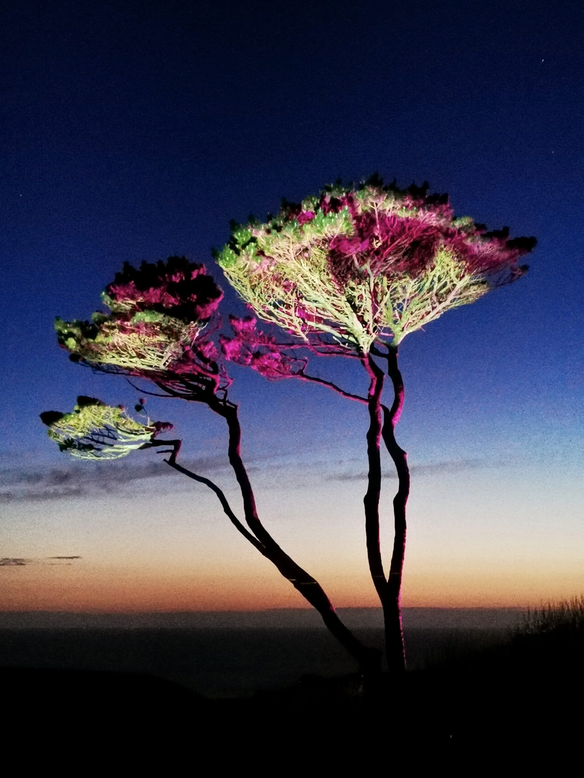 The Litten Trees - Fuel Theatre